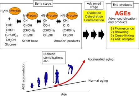 Controllare gli AGEs e l'invecchiamento con lo stile di vita